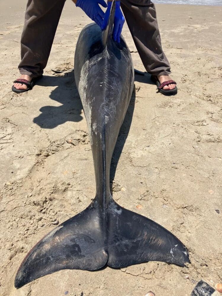 The carcass of a dolphin pup washed ashore (Photo: Kim Kobo) - Haifa ...