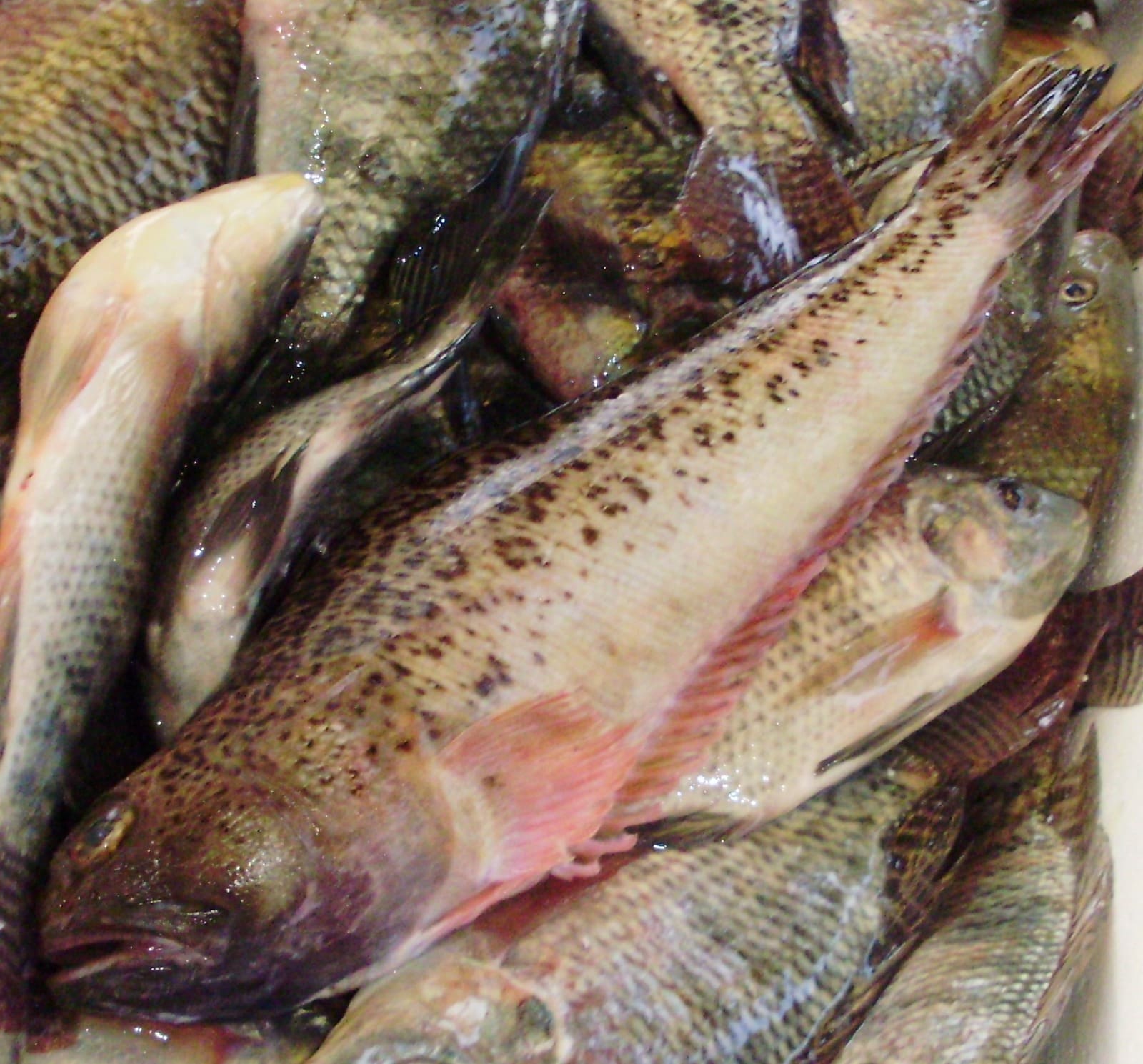 A box with fish. Inside is a poisonous fish... a breast dragon (Photo ...