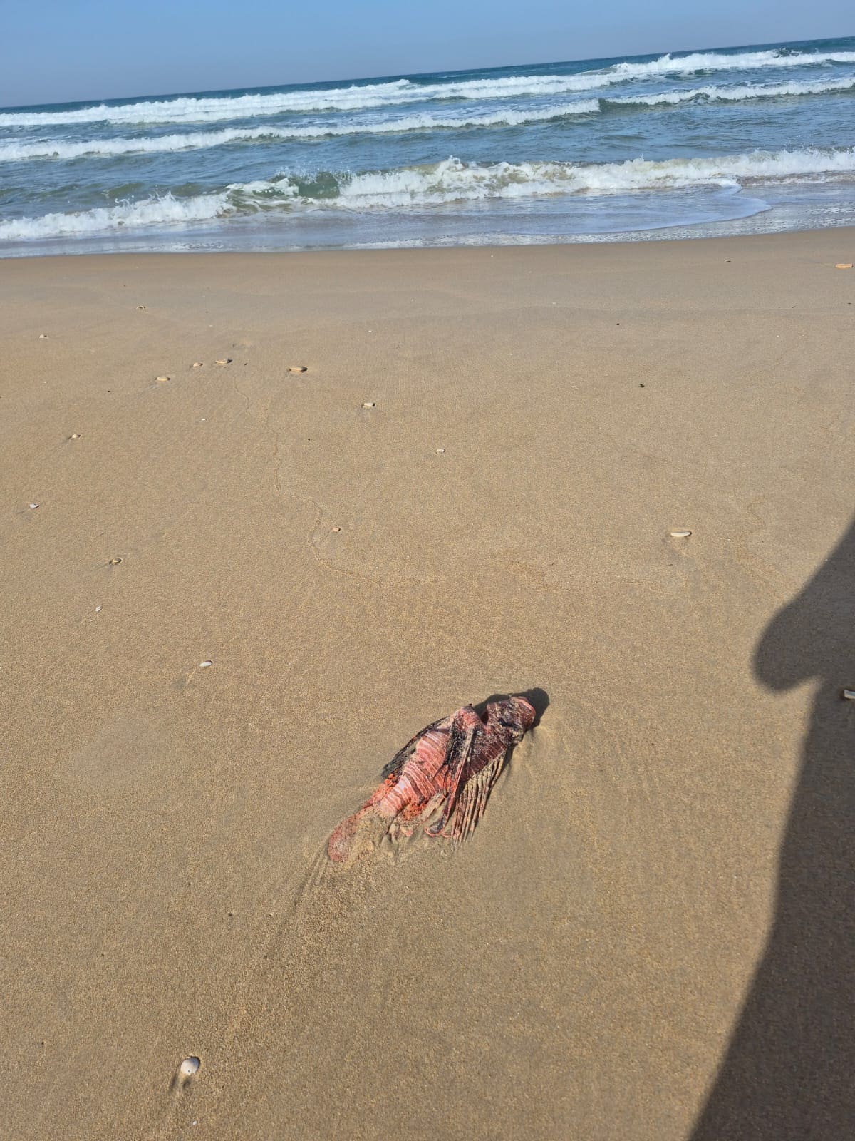 The sea fights back • Zaharon fish die in the cold - Haifa News Corporation
