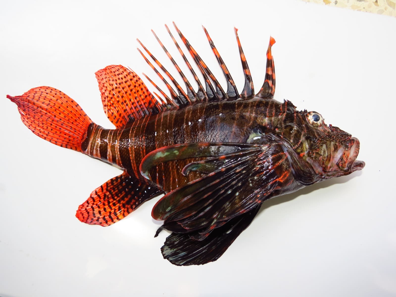 The sea fights back • Zaharon fish die in the cold - Haifa News Corporation