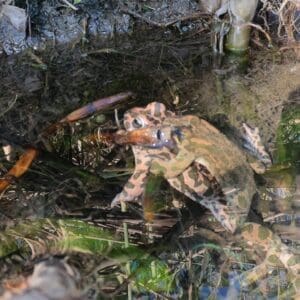 The breeding season is at its peak: Nature continues to ferment even in ...