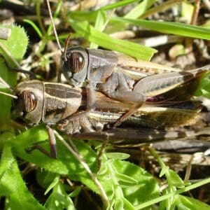The breeding season is at its peak: Nature continues to ferment even in ...